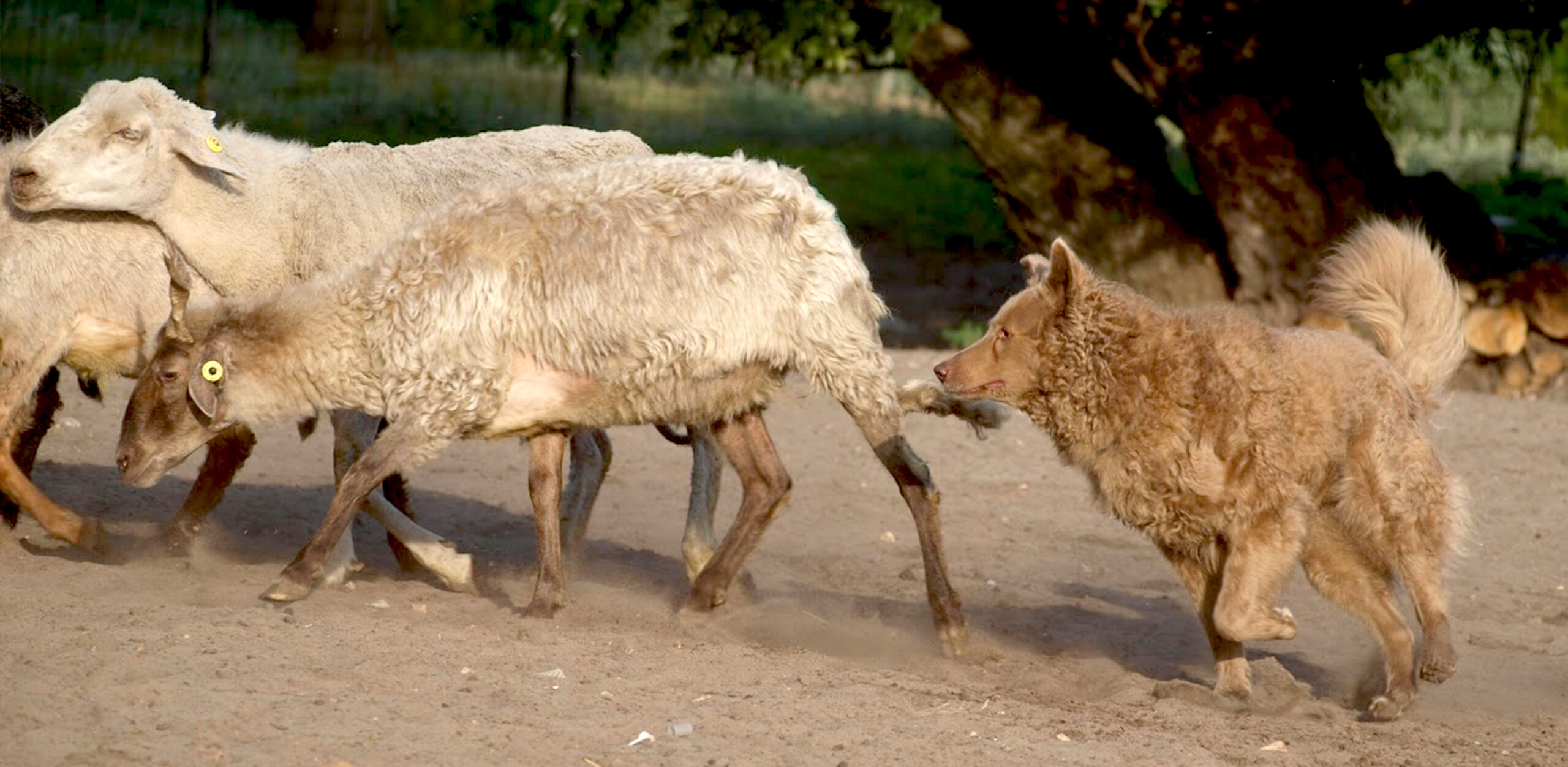 Főoldal - Mudi Fajtamentő Egyesület